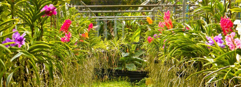 Orchid garden stock image. Image of elegance, green, growth - 27722389