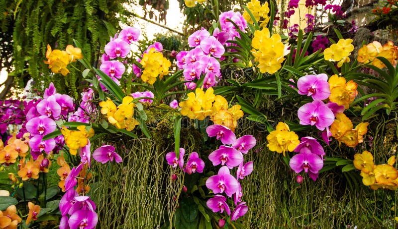 Orchid garden stock photo. Image of exhibition, travel - 270111558