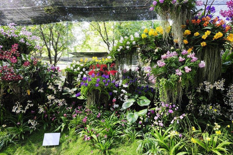 Orchid Garden stock image. Image of color, formal, colors - 40221967