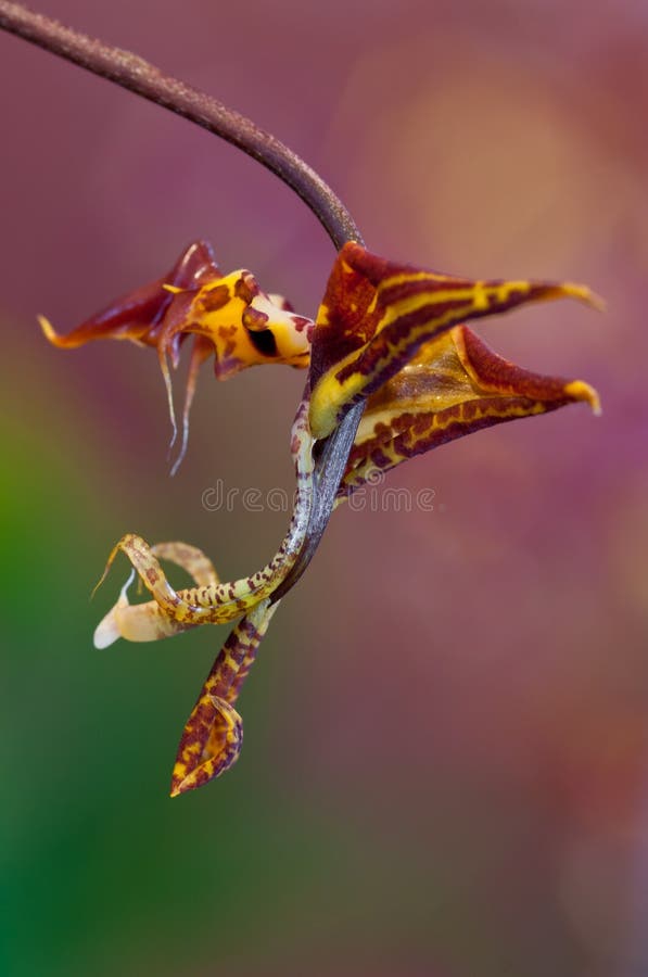 Orchid (Gongora tricolor) stock image. Image of macro - 18615261