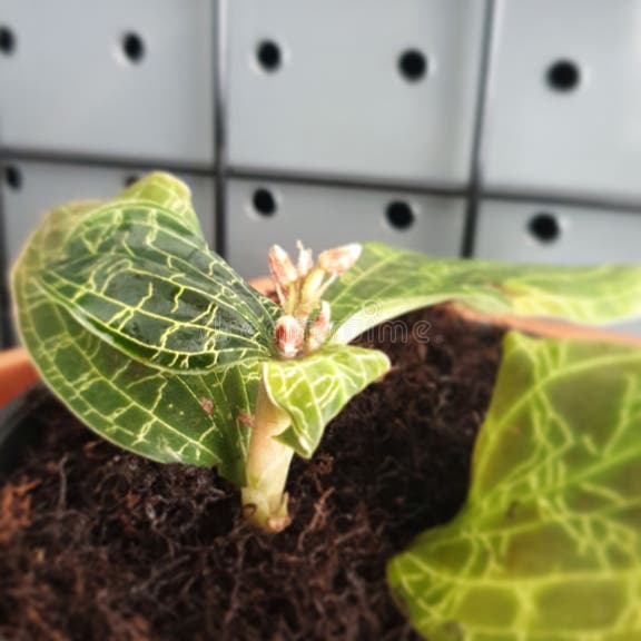 Orchid Green Macodes plant stock image. Image of insect - 263294601