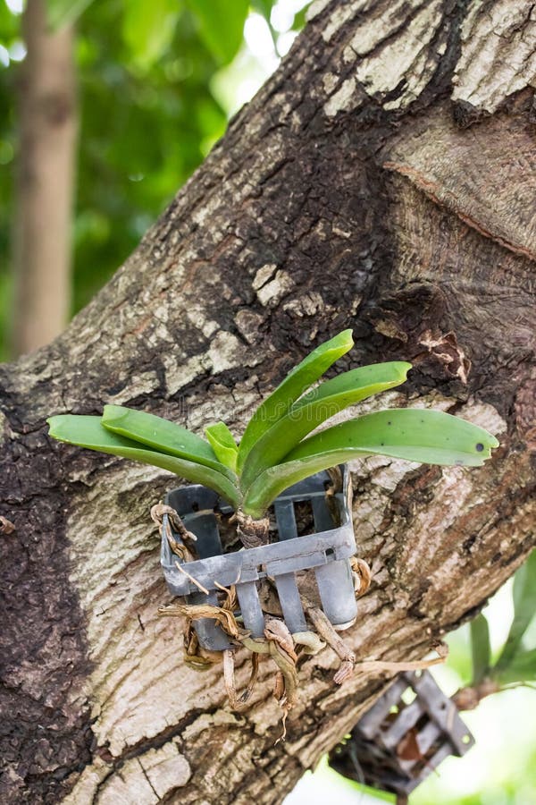 Orchid growing on tree stock image. Image of fresh, organic - 58656037