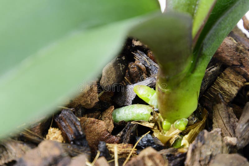 Orchid Grows New Young Roots. Close Up Roots in the Active Phase of ...