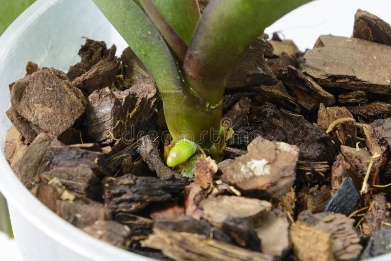 Orchid Grows New Young Roots. Close Up Roots in the Active Phase of ...