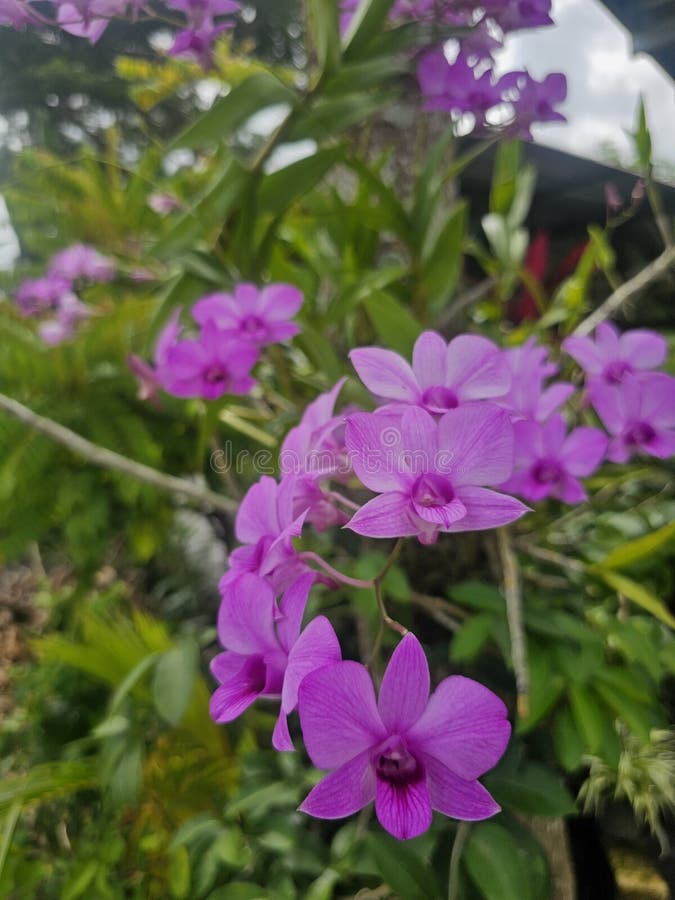 Orchid hanging by the tree stock image. Image of purple - 371367819
