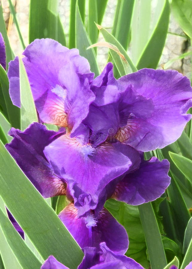 Orchid Iris stock image. Image of springtime, rhizome - 92495811