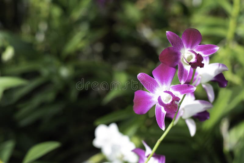Orchid in the jungle stock photo. Image of bouquet, bloom - 184339784