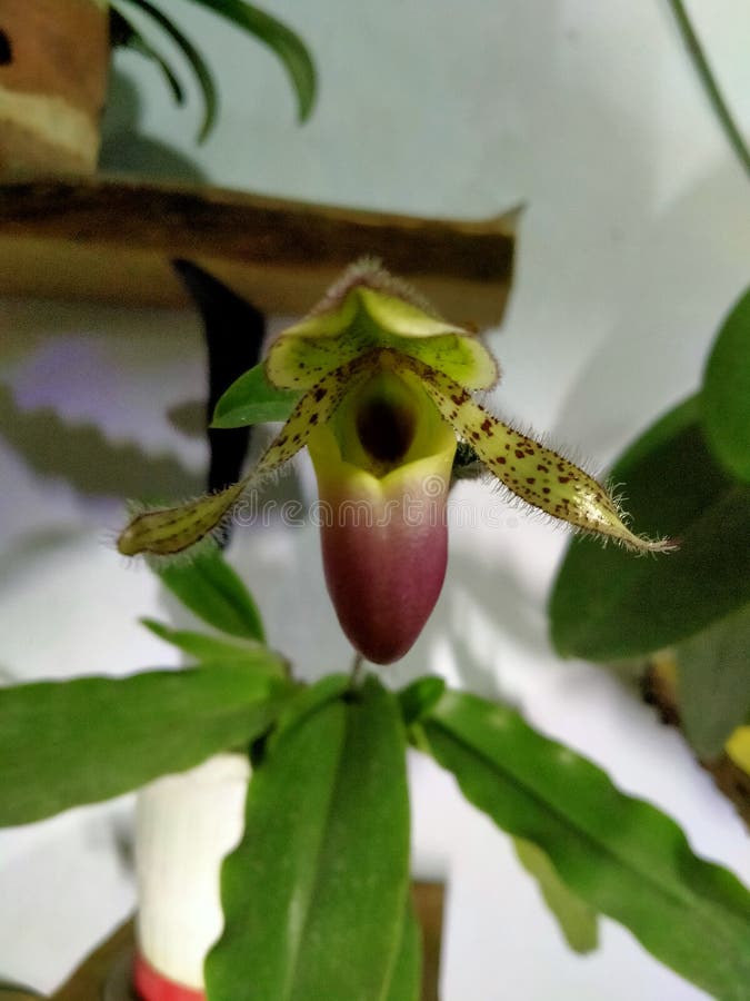 Orchid Kantong Semar Flower Stock Photos - Free & Royalty-Free Stock ...