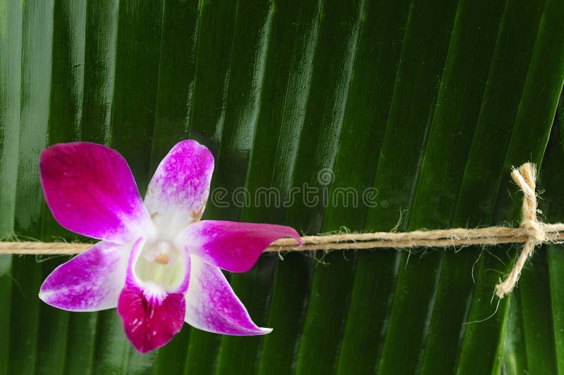 Orchid on leaf stock photo. Image of branch, fragrance - 22875860