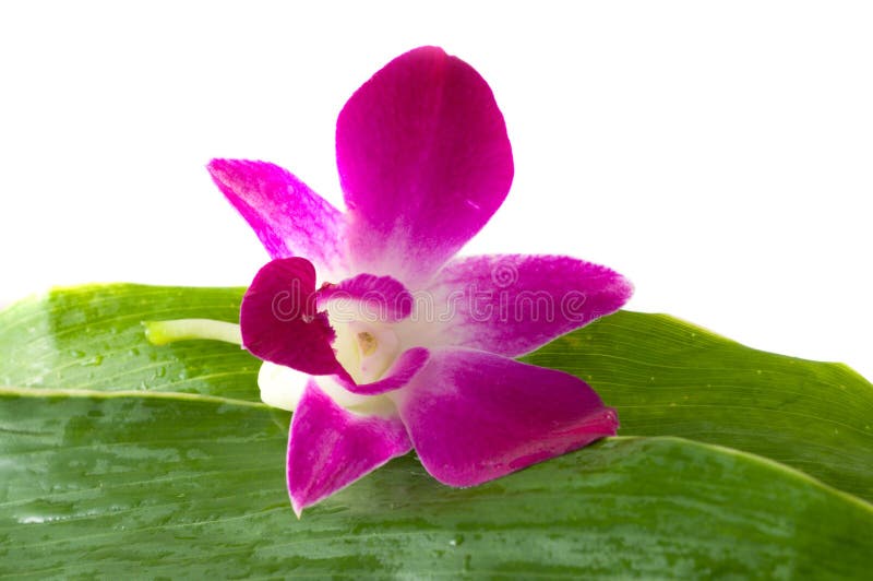 Orchid and leaf. stock image. Image of stem, single, gardening - 4547879