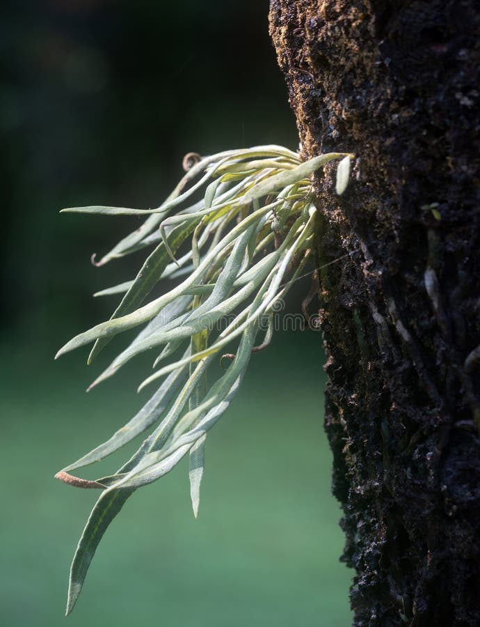 Orchid leaves stock photo. Image of plant, thorns, tropical - 333325078