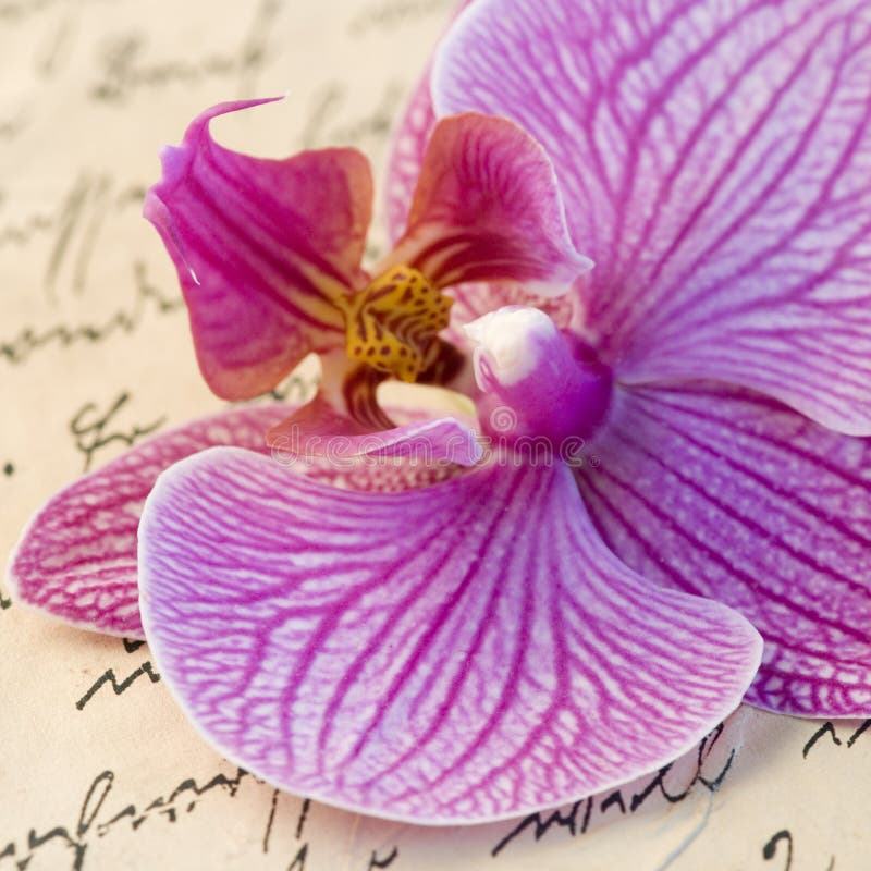 Orchid on letter stock photo. Image of handwritten, petal - 8134506