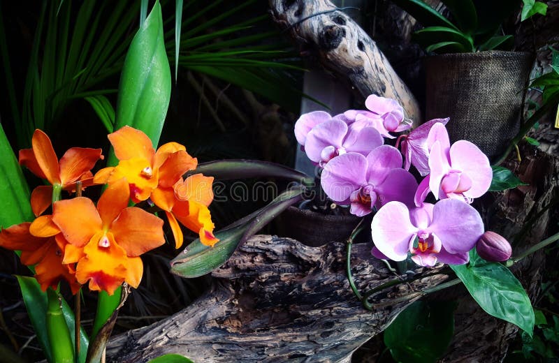 Flower Power stock image. Image of orchid, flower, amazing - 111611217