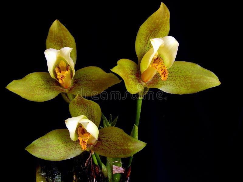 Orchid: Lycaste deppei stock image. Image of elegant, beautiful - 994175