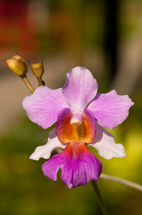 Orchid Macro (Vanda Miss Joaquim) Stock Photo - Image of botanic, flora ...
