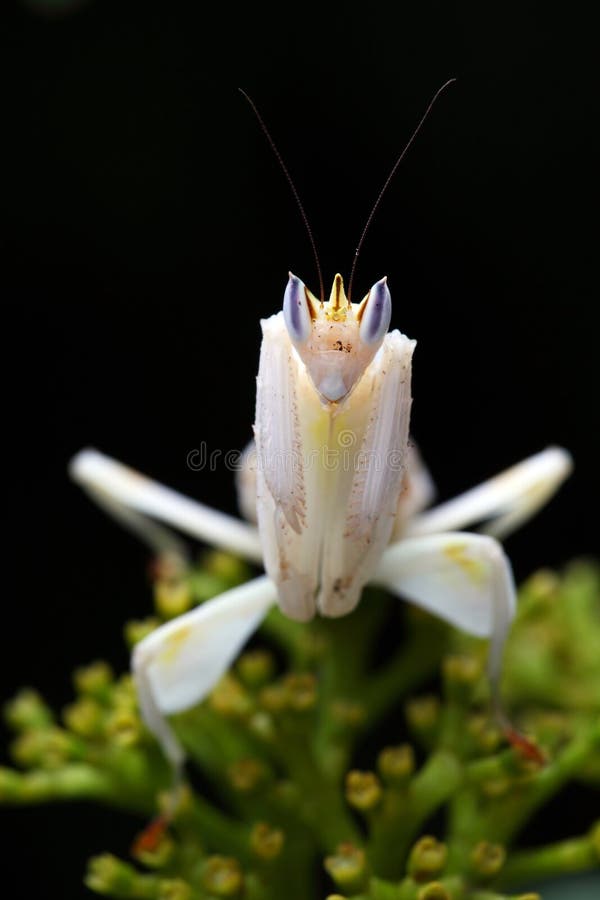 Orchid mantis stock image. Image of grass, flora, wild - 18111919