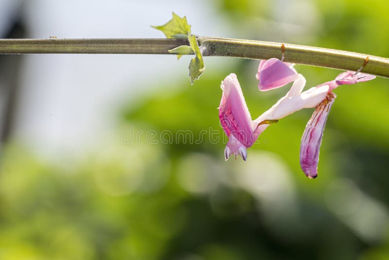 Orchid Mantis Camouflage. the Praying Mantis on the Branch Stock Image ...