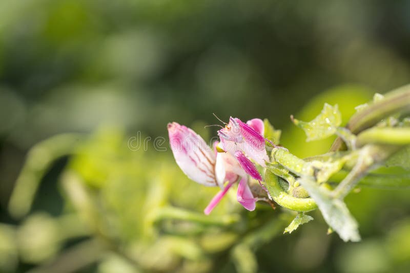 Orchid Mantis Camouflage. the Praying Mantis on the Branch Stock Image ...