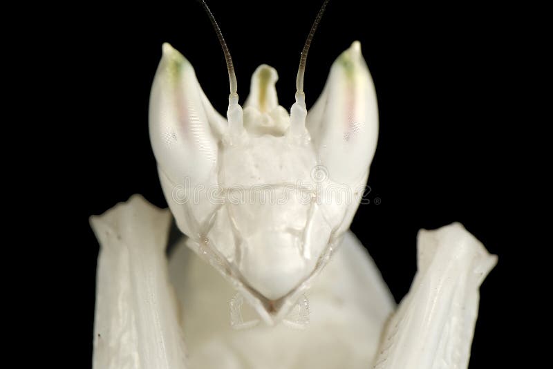 Orchid Mantis Close Up Eyes Stock Photo - Image of organ, white: 270499756