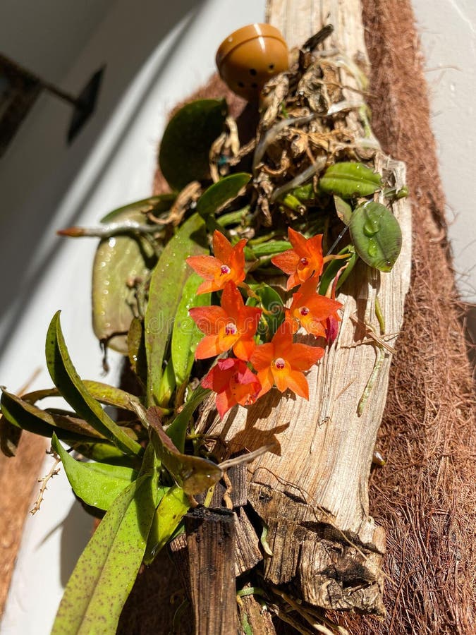 Micro Orange Orchid in the Sun Stock Photo - Image of living, beauty ...