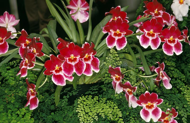 Miltonia Sp Stock Photos - Free & Royalty-Free Stock Photos from Dreamstime