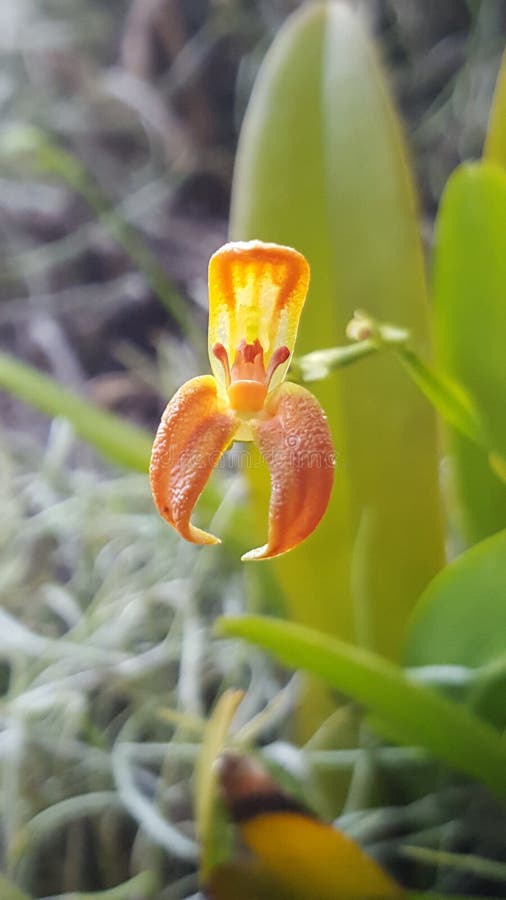 Micro orchid stock image. Image of mini, micro, orchid - 127711643