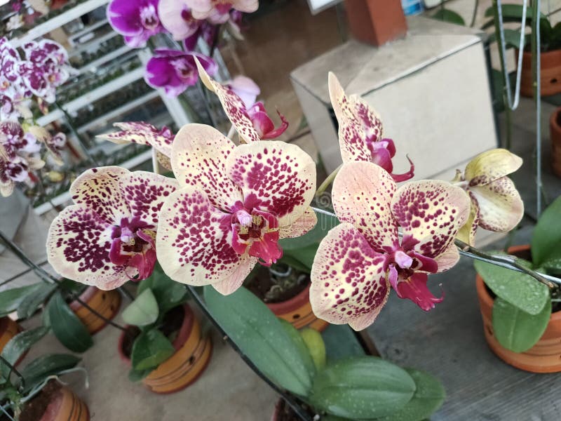 Orchid moon flower stock photo. Image of lavender, purple - 357275778