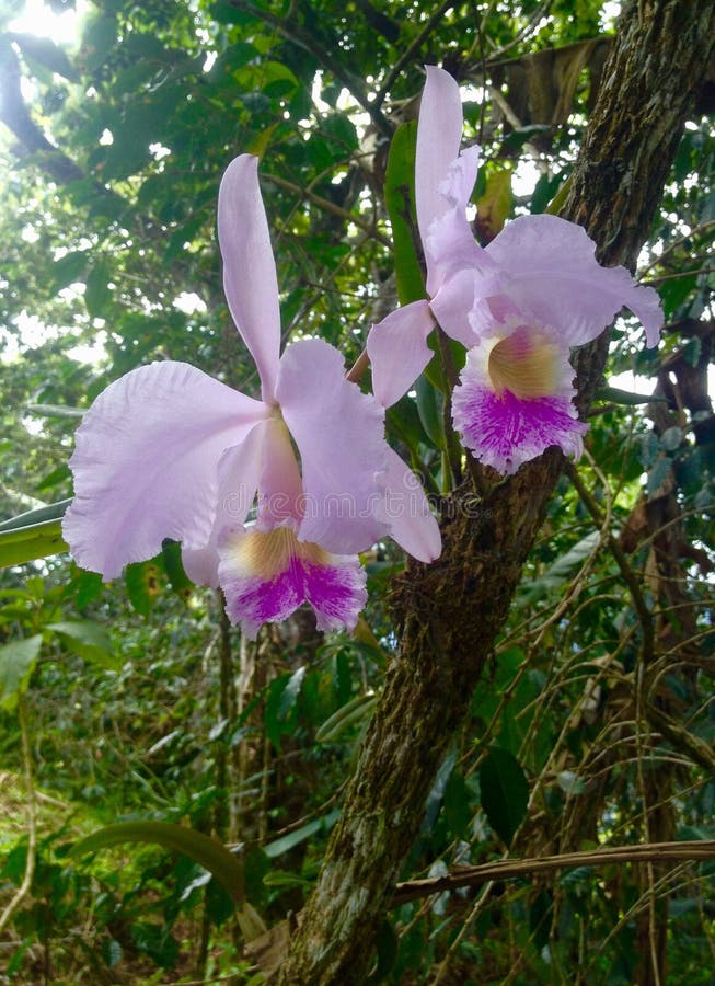 Orchid stock photo. Image of national, orchid, venezuela - 75208188