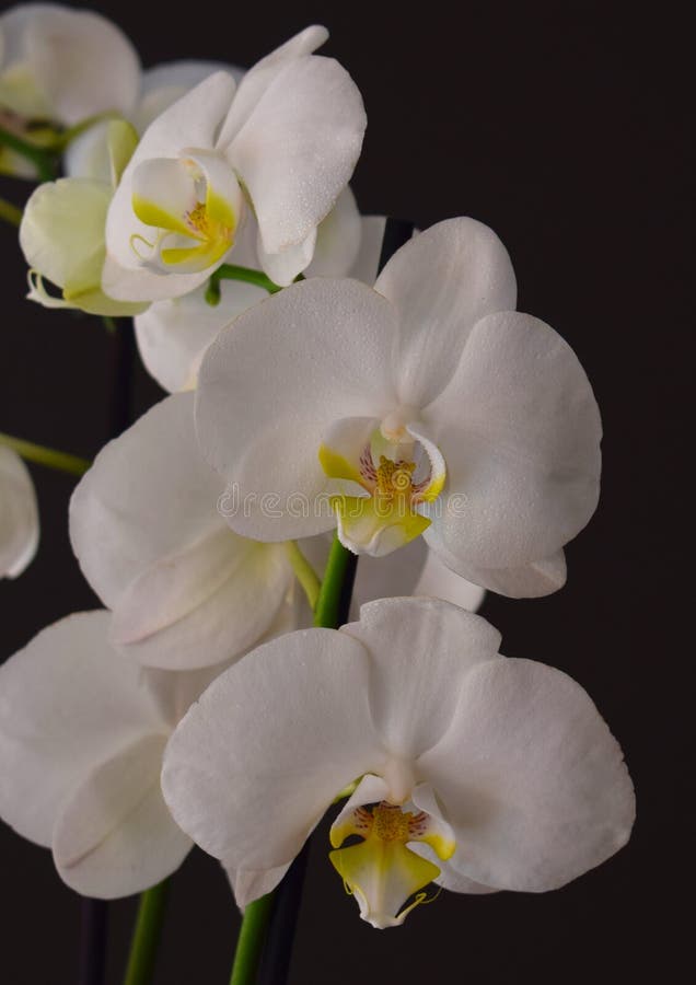 Orchid natural flower stock image. Image of natural - 262495691