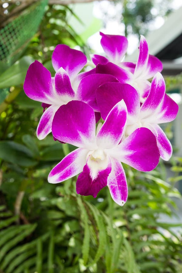 Orchid in nature stock photo. Image of flower, petal - 34300260