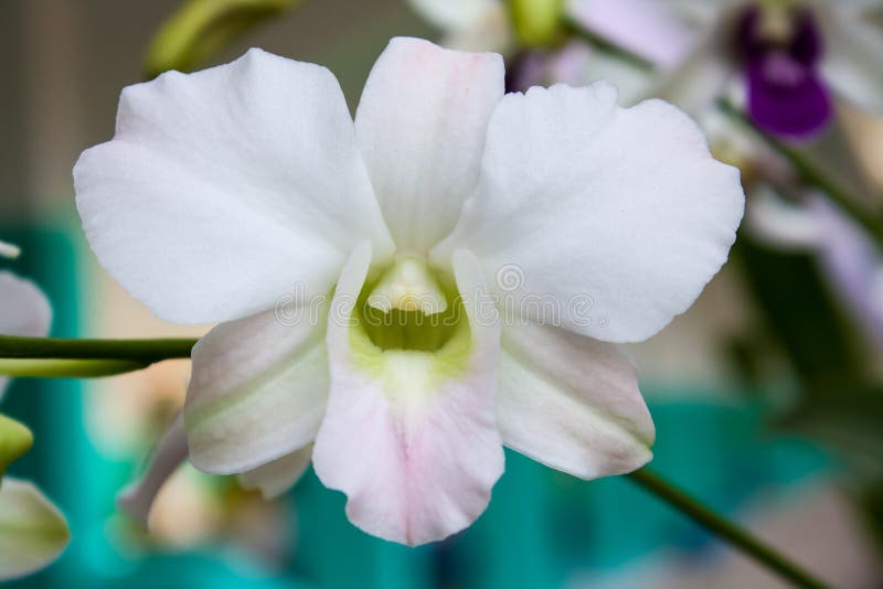 Orchid in nature stock photo. Image of single, pink, gift - 34299632