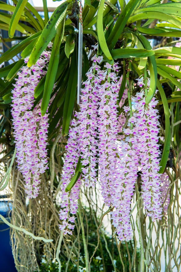 Orchid stock image. Image of fresh, feminine, botany - 69240833