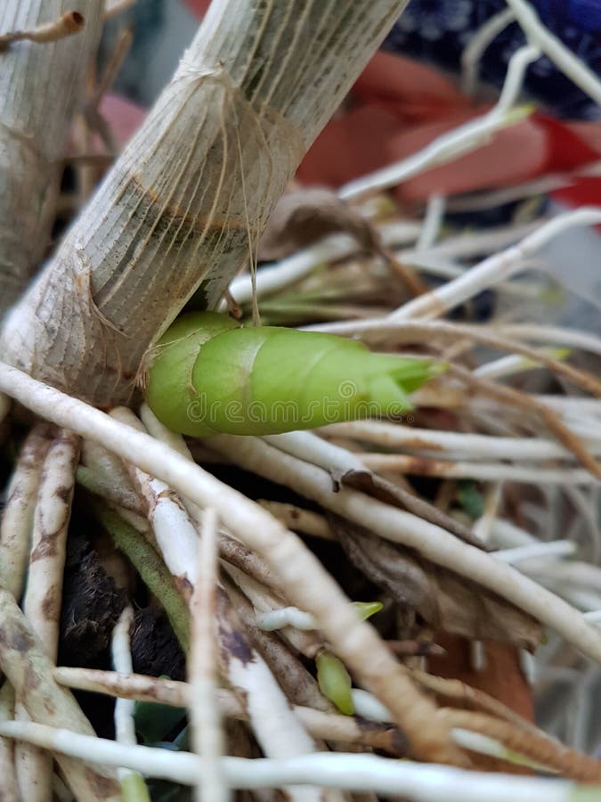 Orchid S New Sprout & Roots Stock Photo - Image of life, beginning ...