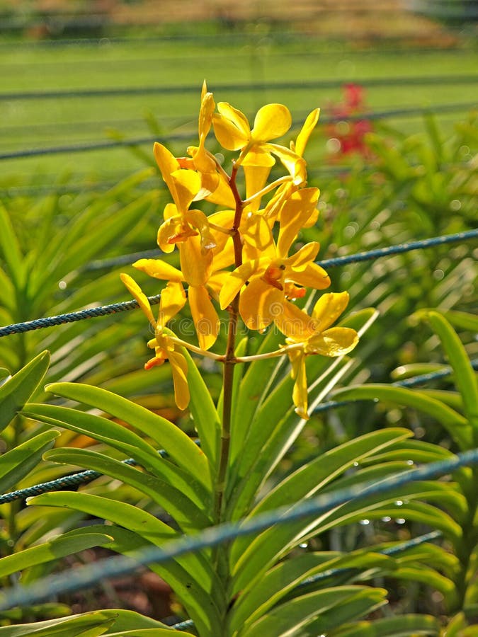 Orchid in nursery stock image. Image of garden, nursery - 23114349