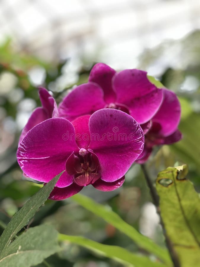 Orchid stock photo. Image of orchic, bandung, forest - 283806680