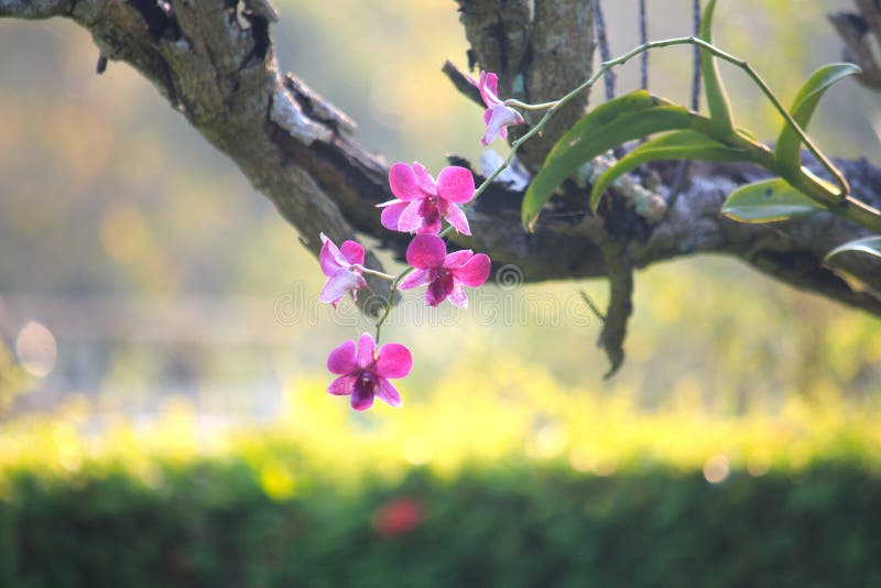 Orchid1 stock photo. Image of branch, garden, flowering - 60697146