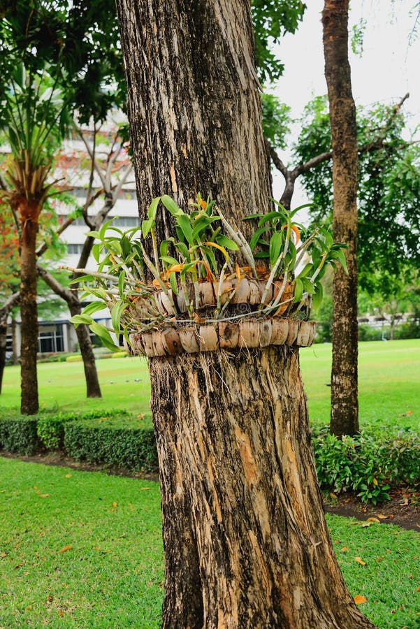 Orchid Trees are Growing on a Big Tree Stock Photo - Image of ...