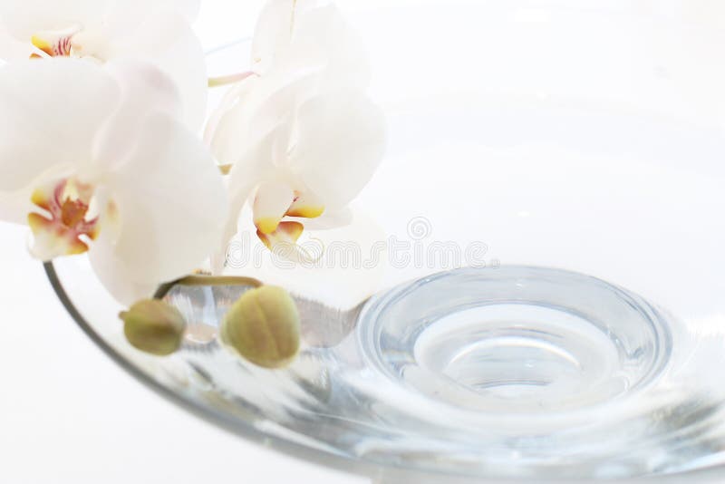 Orchid over glass stock image. Image of ampule, clean - 6659815