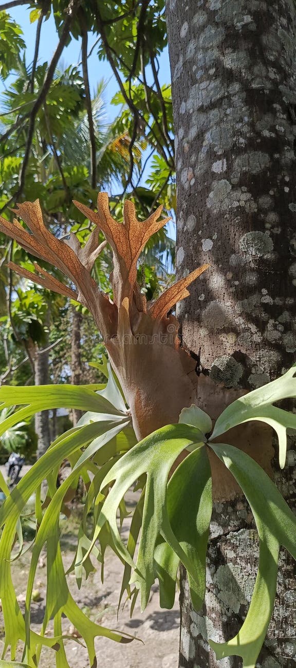 Orchid Parasite that Grows on Breadfruit Trees Stock Image - Image of ...