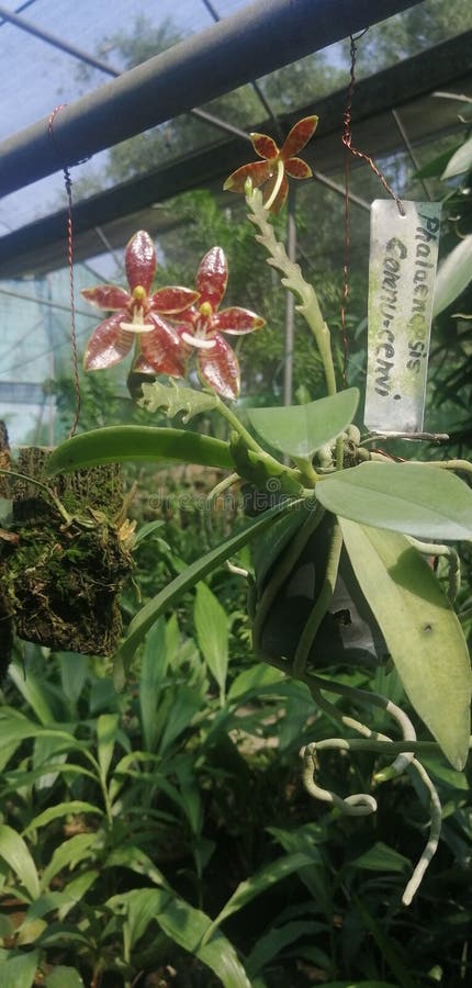 An Orchid in Orchid Park in Kazironga Region of Assam Stock Image ...