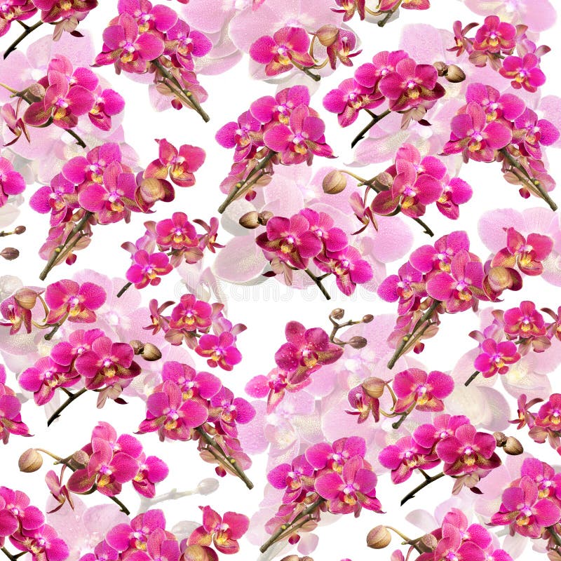 Orchid Pattern on the Background of Orchids Stock Photo - Image of ...