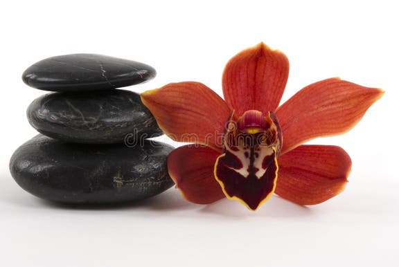 Orchid and Pebbles stock photo. Image of elegant, isolated - 2087772