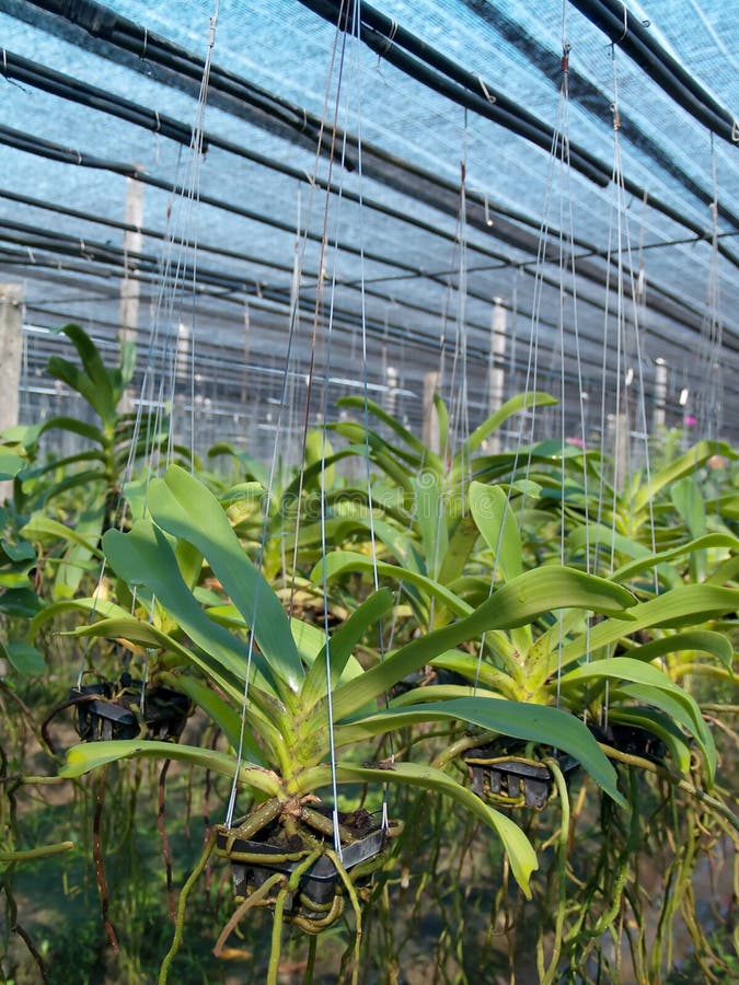 Orchid plant nursery stock image. Image of natural, farm - 23521663