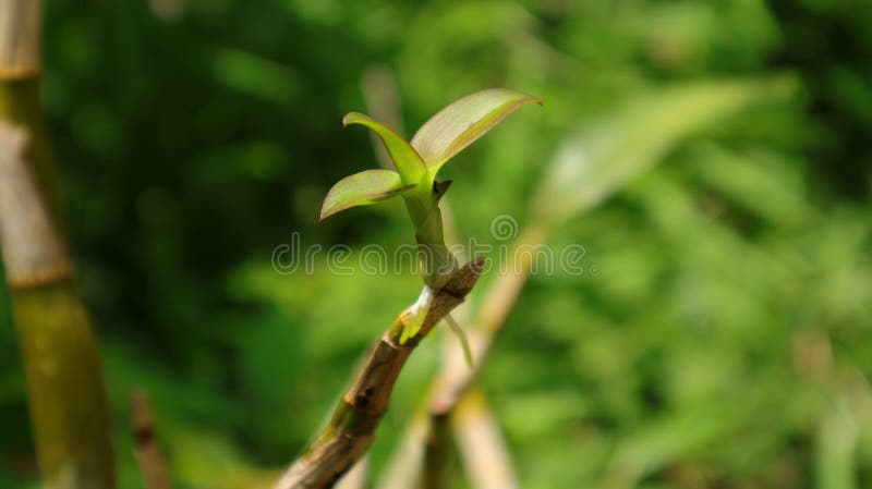 An Orchid Plant with Roots Emerges from the Orchid Stem Stock Photo ...
