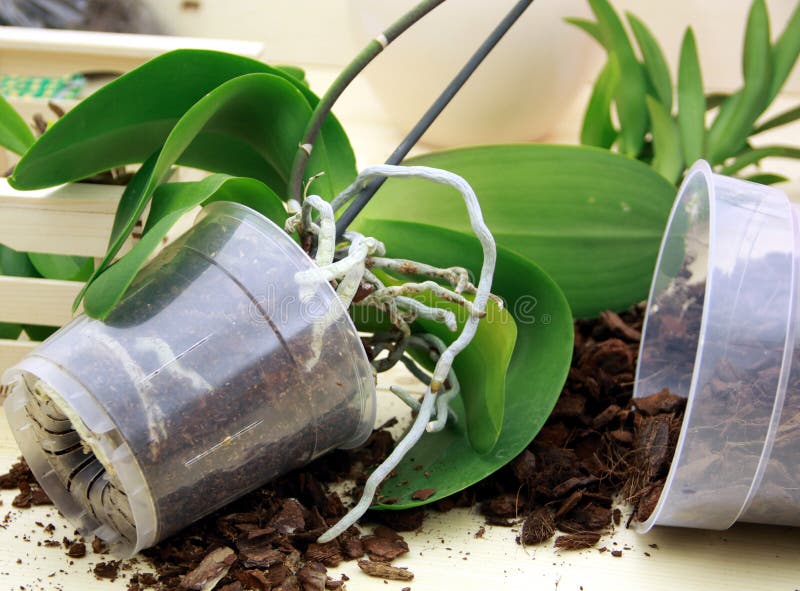 Orchid planting stock image. Image of orchid, transplant - 18632393