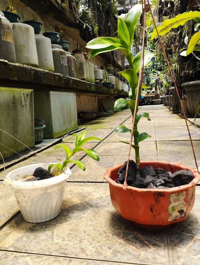 Orchid plants stock image. Image of tree, houseplant - 351373635