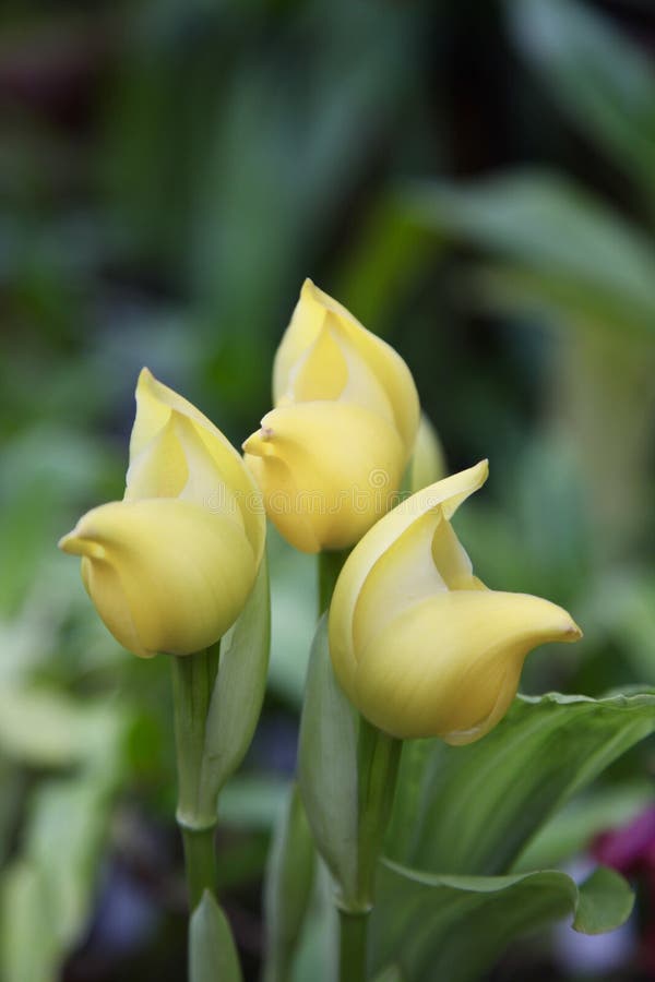 Anguloa Dubia stock image. Image of floral, tropical - 116756247