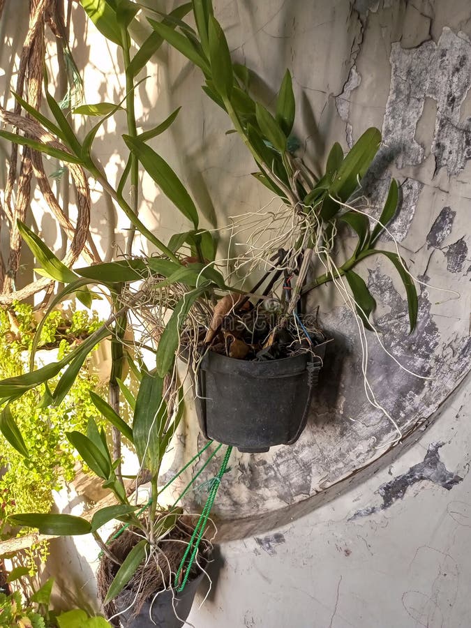 Orchid Plants Grown in Hanging Pots Stock Photo - Image of pots, orchid ...
