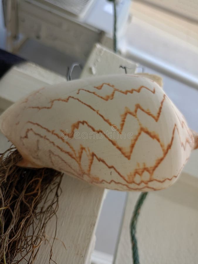 Orchid Pots Made from Natural Shells Stock Image - Image of pots ...