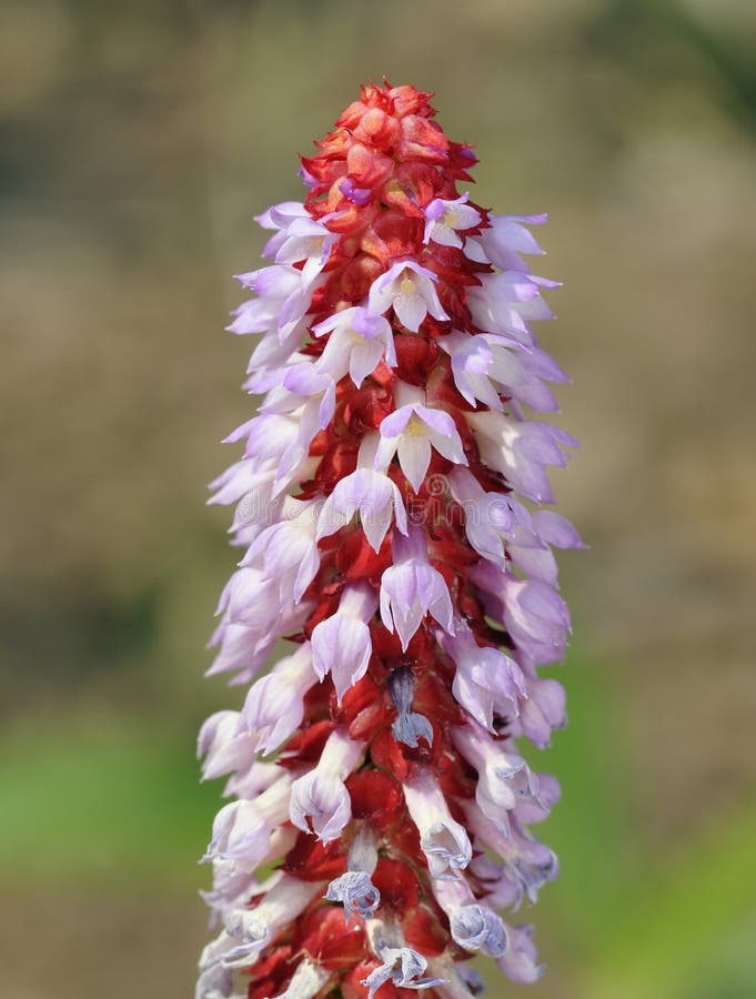 Orchid Primrose stock photo. Image of vialii, vertical - 33023130